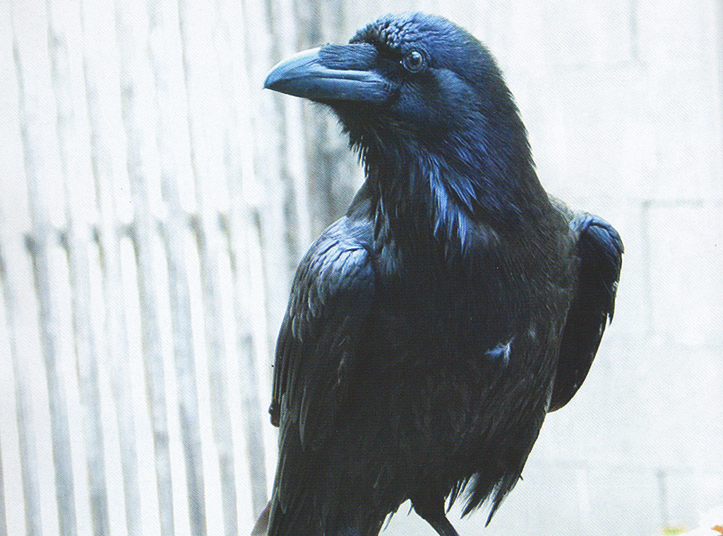 Gavran (Corvus corax L.) | Katolički tjednik