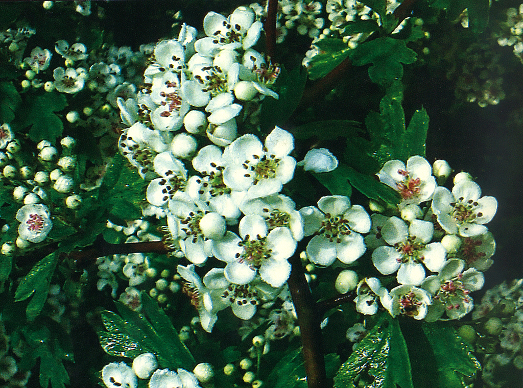 Glog (Crataegus monogyna Jacquin) | Katolički tjednik