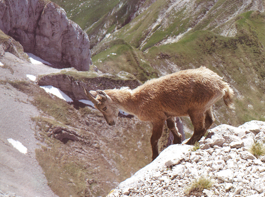 Divokoza (Rupicapra rupicapra) | Katolički tjednik