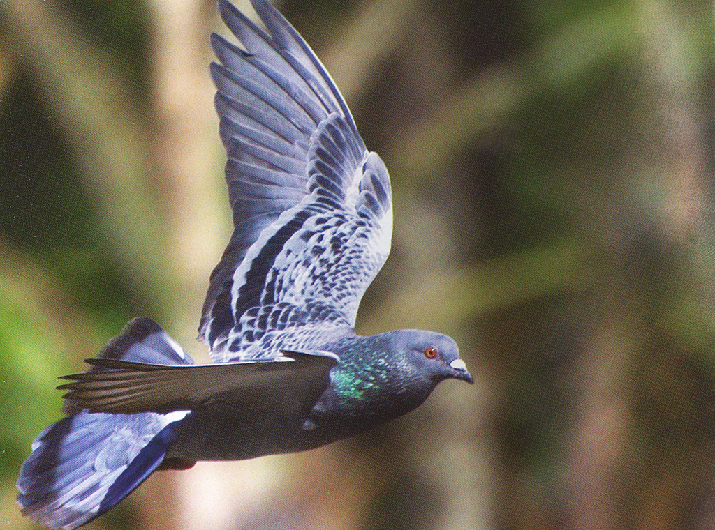 Golub (divlji) Columba livia L. | Katolički tjednik