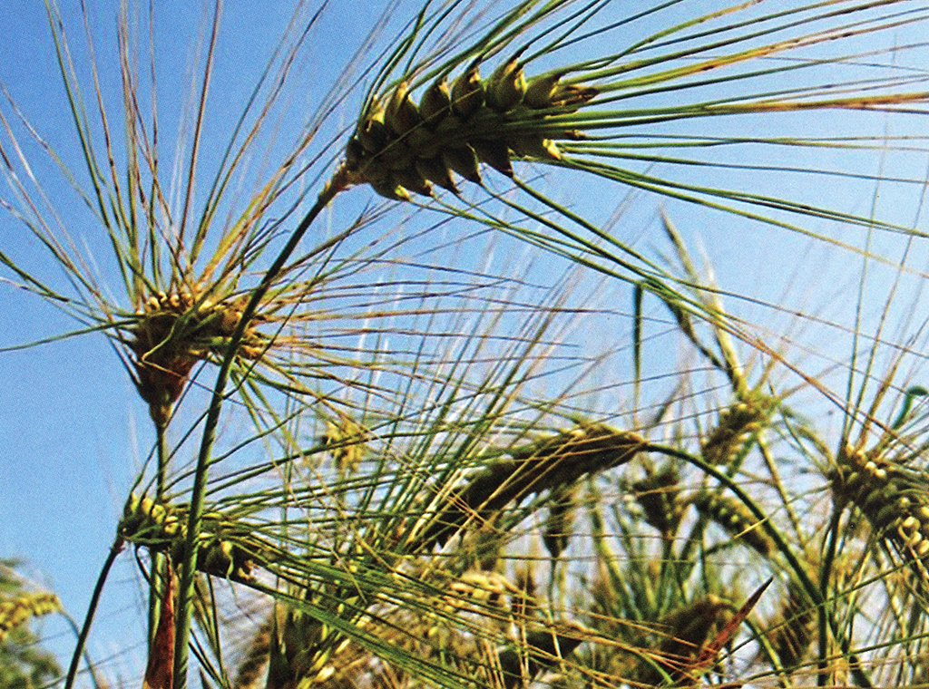 Ječam (Hordeum vulgare L.) | Katolički tjednik