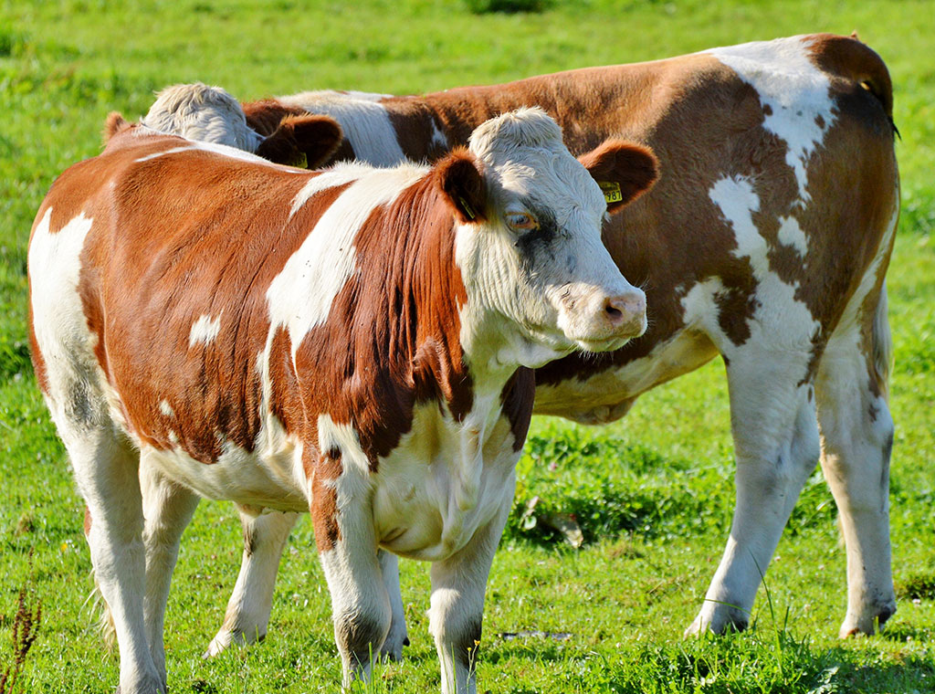 Krava (govedo) Bos primigenius f. taurus L. | Katolički tjednik