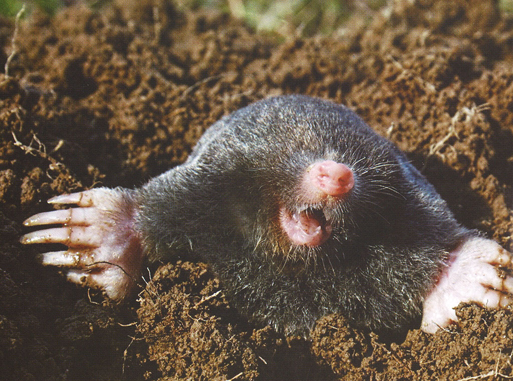 Krtica (Talpa europaea L.) | Katolički tjednik