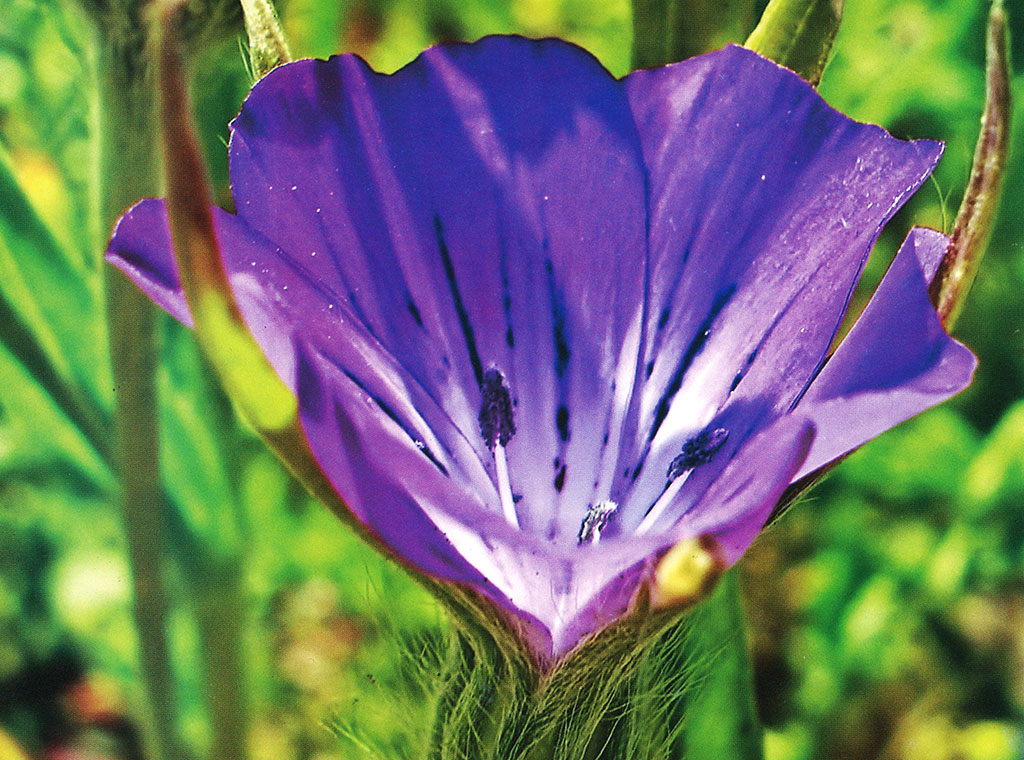 Kukolj (Agrostemma githago L.) | Katolički tjednik