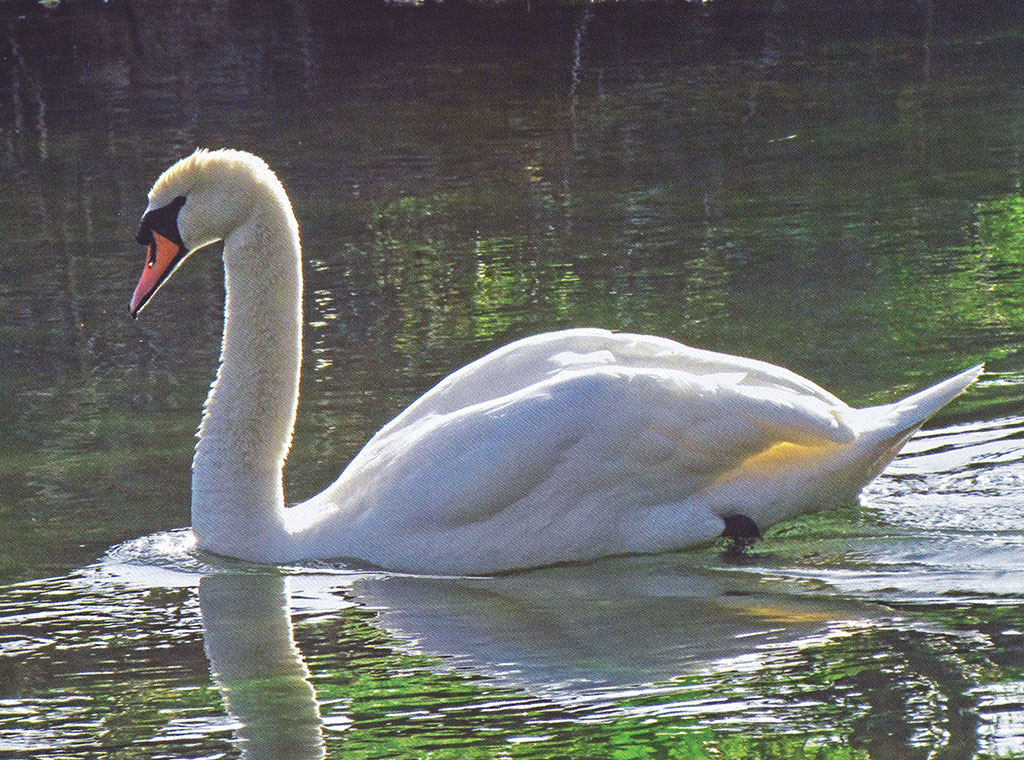 Labud (Crvenokljuni) (Cygnus olor L.) | Katolički tjednik