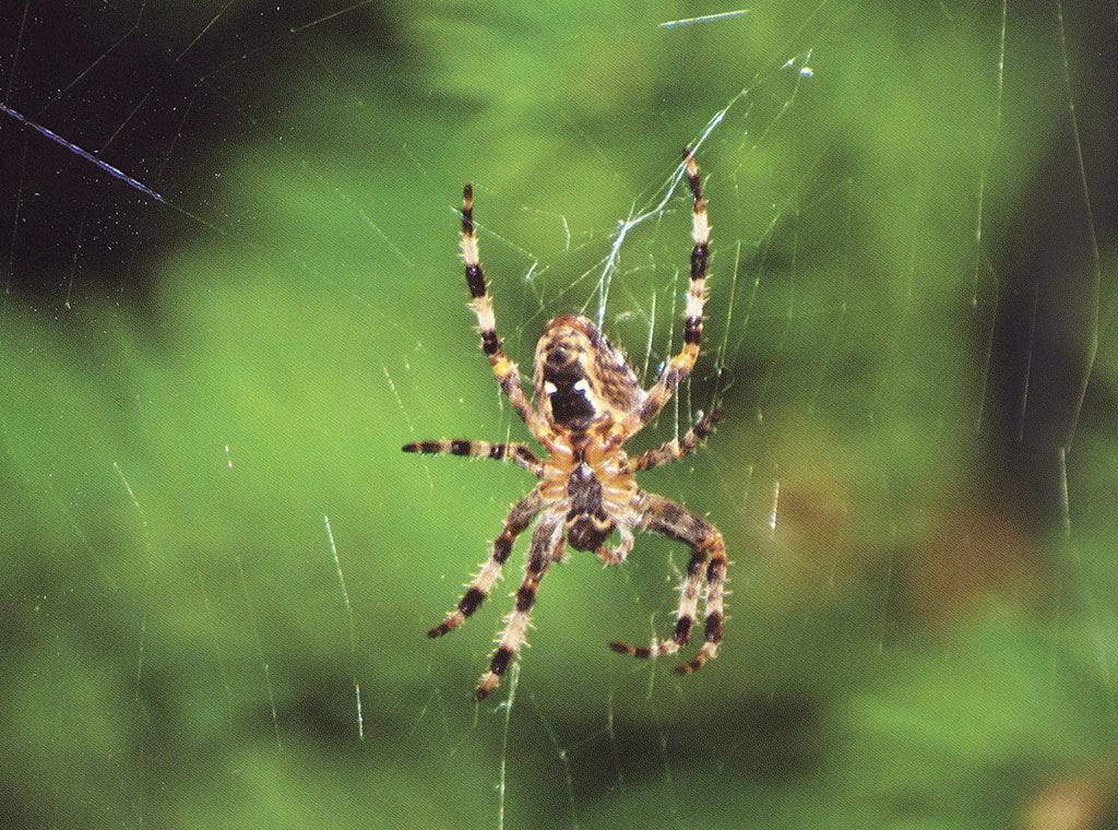 Pauk (Araneus diadematus L.) | Katolički tjednik