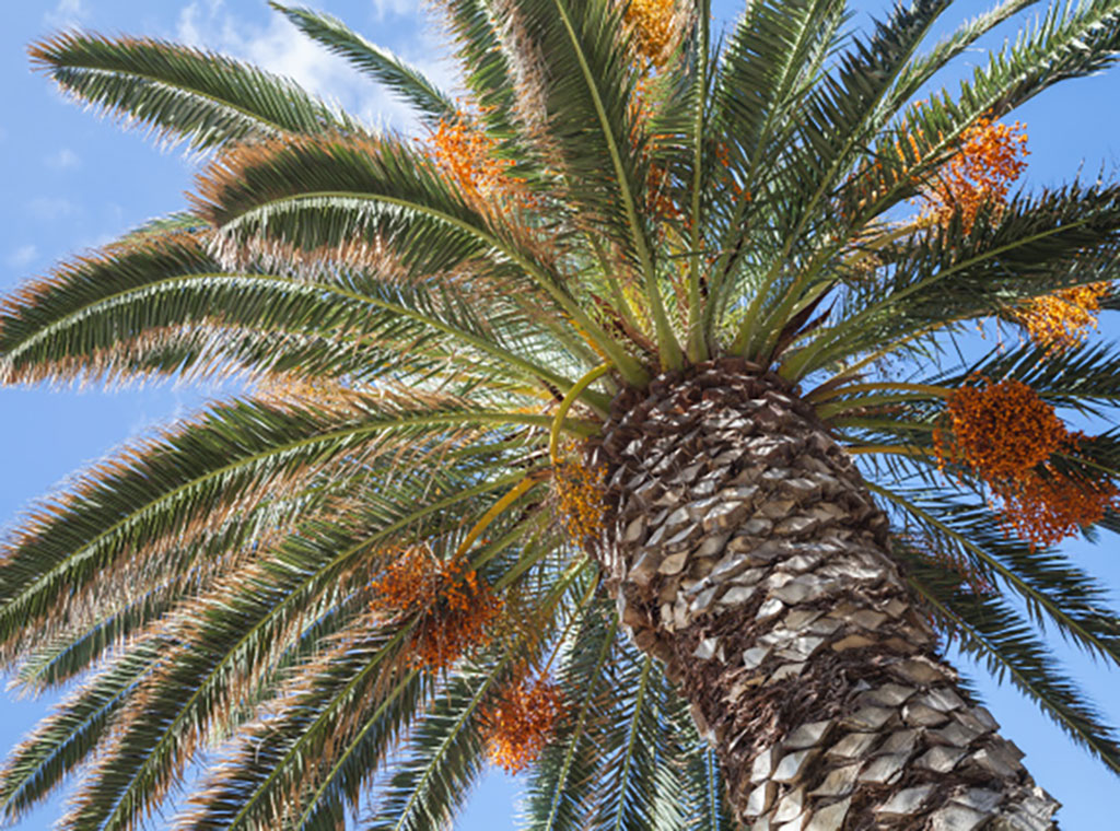 Znanstvenici sekvenciraju genom izumrle judejske datulje | Katolički ...